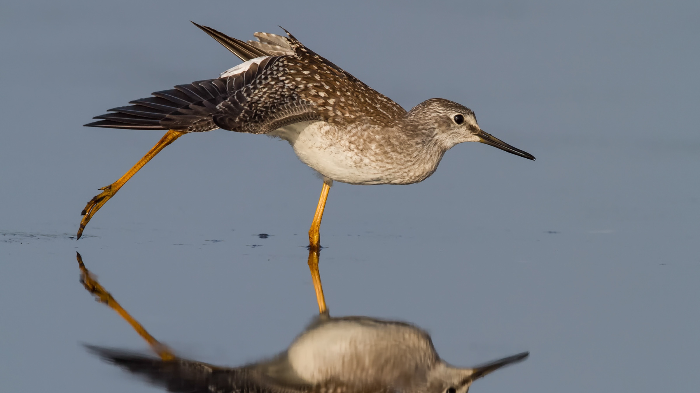 National Audubon Society