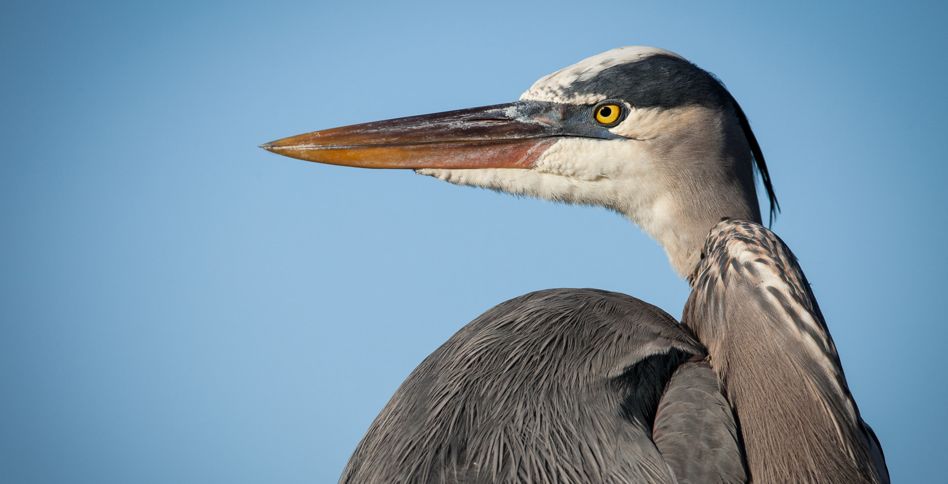 National Audubon Society